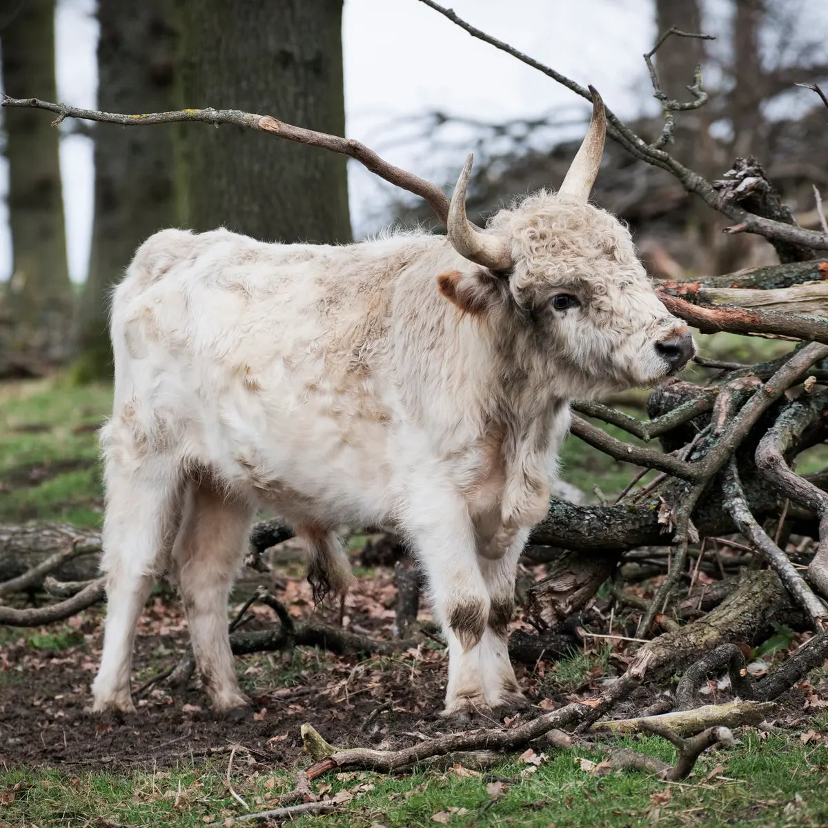 Alex Williams – Holy Cow Racing